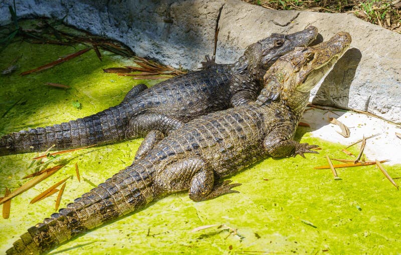 Caimans Basking in the Sun at a Zoo. Stock Photo - Image of wild, green ...