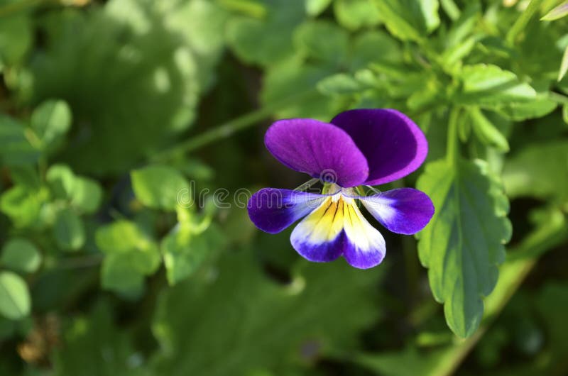 A cain flower stock photo. Image of flowers, nature, field - 53621214