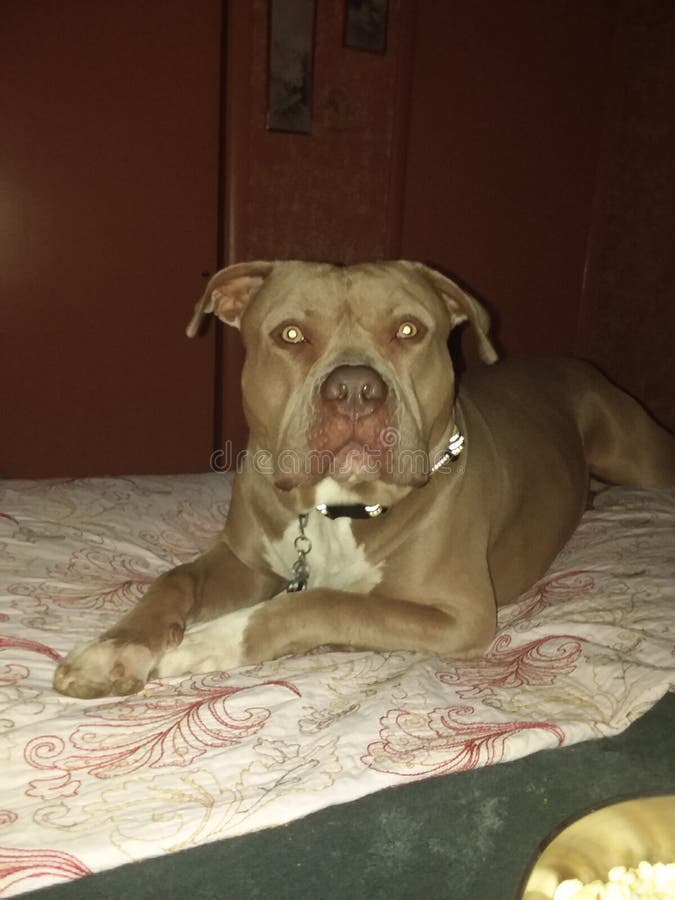 Cain stock photo. Image of cain - 126216098