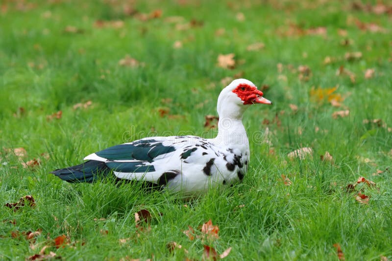 Anatra Muschiata Stock Photos - Free & Royalty-Free Stock Photos from ...