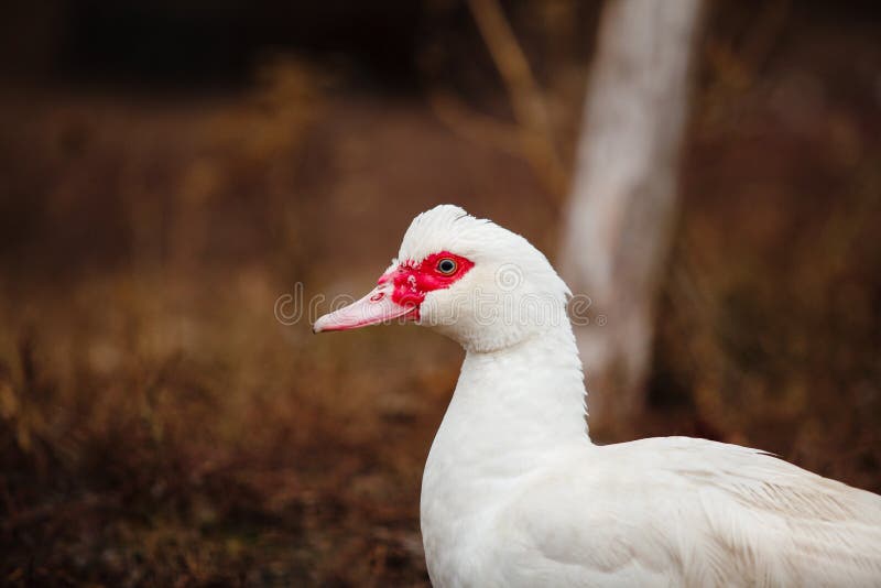 Twee Witte Muscovy Vogel Met Rode Acacia's Op Weide Stock Foto - Image ...