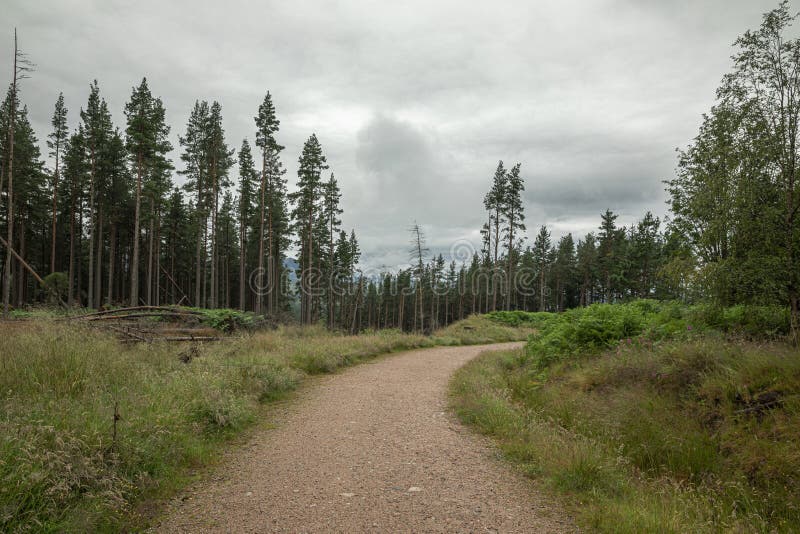 The Cairngorm Mountain Forest after Rain in Scotland Stock Image ...