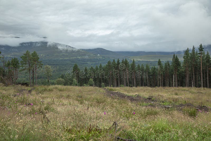 The Cairngorm Mountain Forest after Rain in Scotland Stock Photo ...