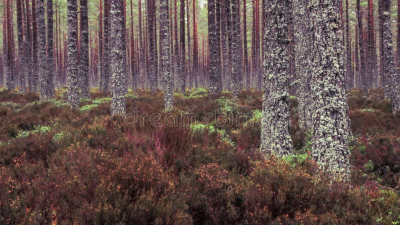 Cairngorms Heather Smothering the Forest Floor, Scotland Stock Image ...