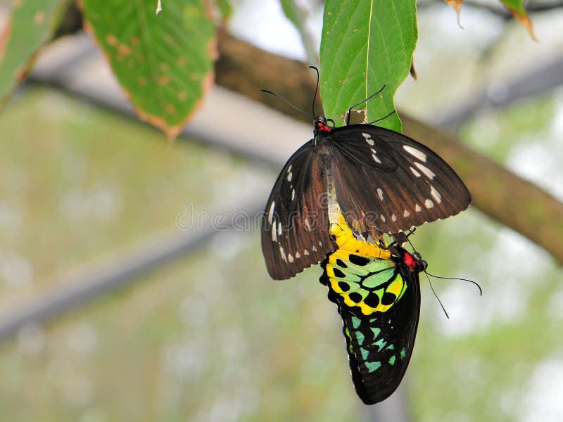 Cairns Birdwing Butterflies Mating Stock Image - Image of macros ...