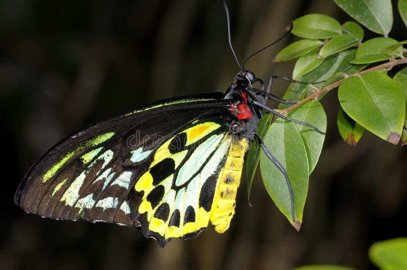 Mating Butterflies stock photo. Image of birdwing, native - 3579180