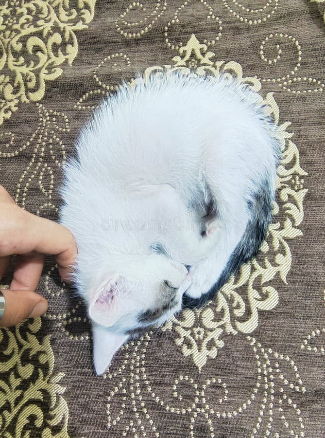 Cairo, Egypt stock photo. Image of textile, organ, cairo - 260087744