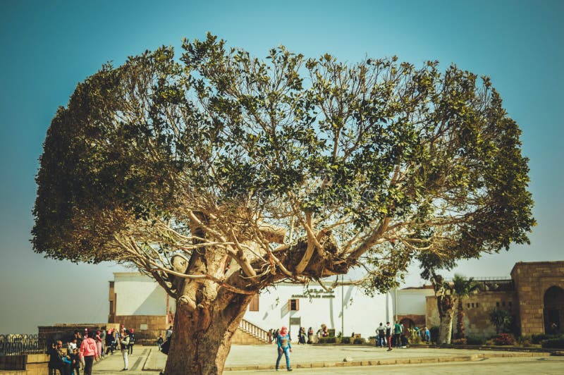 Cairo, Egypt, February 25, 2017: Closeup of Green Treeat Cairo Citadel ...