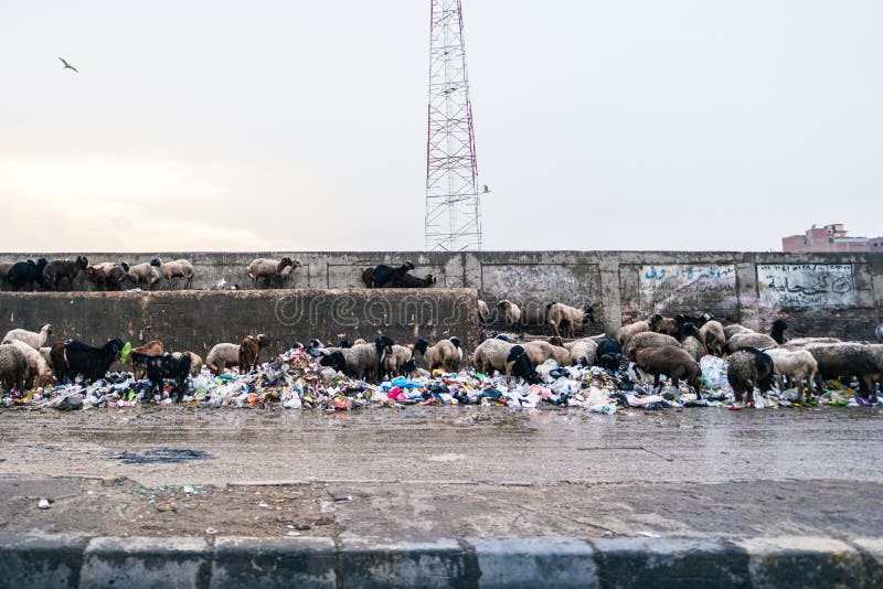 Cairo, Egypt - 25 12 2023: Poverty on Streets of Cairo Egypt. Garbage ...