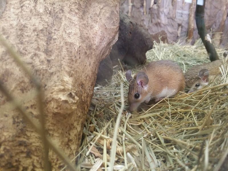 Cairo Spiny Mouse & X28;Acomys Dmidiatus Stock Image - Image of ...