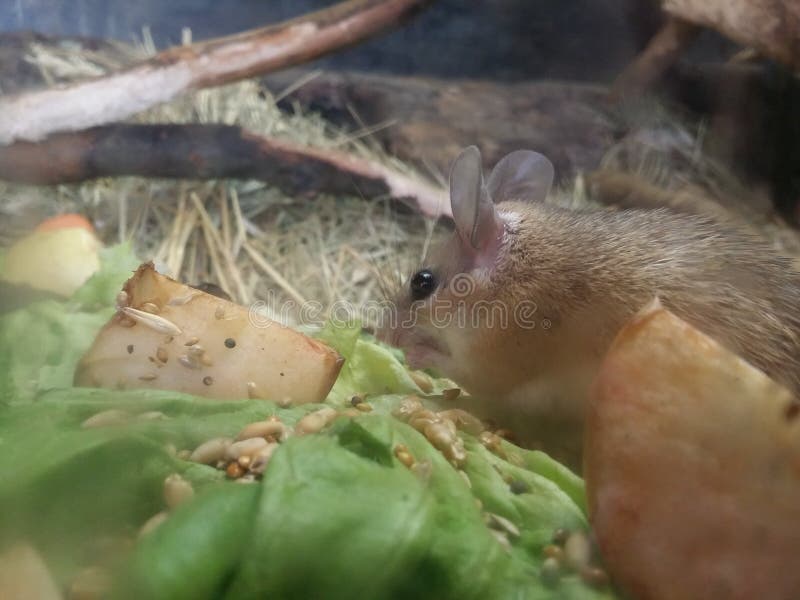 Cairo Spiny Mouse - Acomys Cahirinus Dimidiatus Stock Photo - Image of ...
