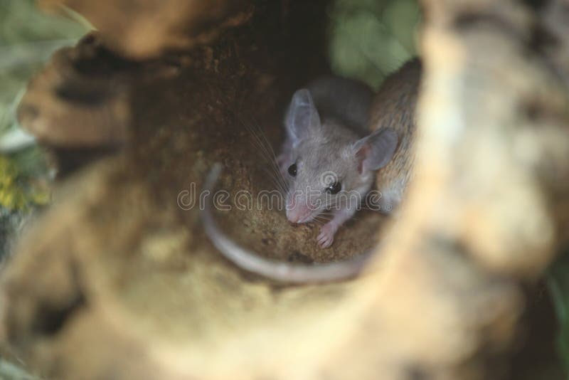 Cairo spiny mouse stock image. Image of rodent, acomys - 42669715