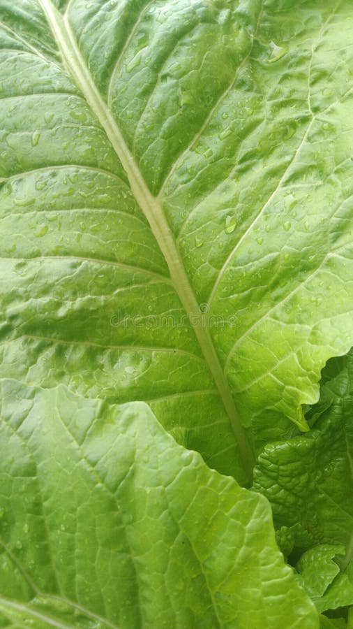 Caisim stock image. Image of caisim, harvest, delicious - 266618899