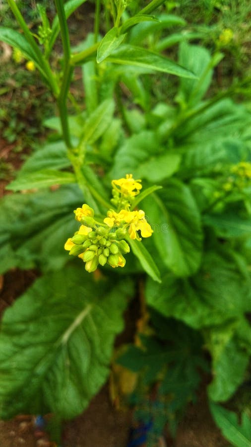 Caisim flower stock image. Image of juicy, delicious - 266575083