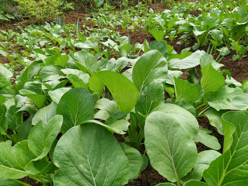 Caisim green leaf stock photo. Image of ingredient, health - 256693314