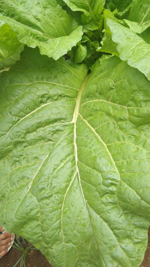 Caisim Leaf Texture .close Up Stock Image - Image of garden, health ...