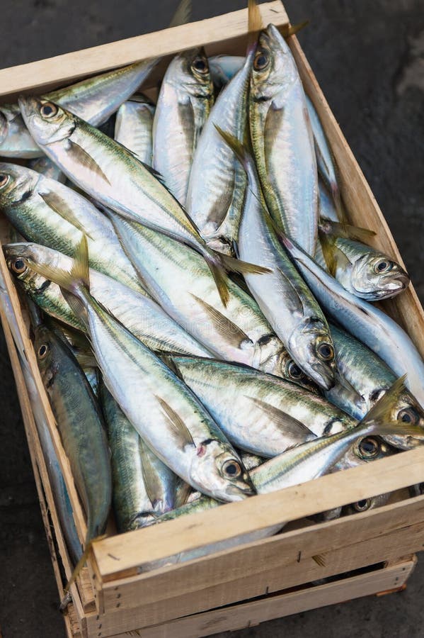 Poisson frais de caisse photo stock. Image du glace, régime - 44465662