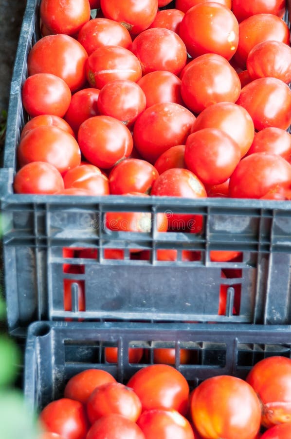Tomates dans des caisses image stock. Image du sain, savoureux - 26613289