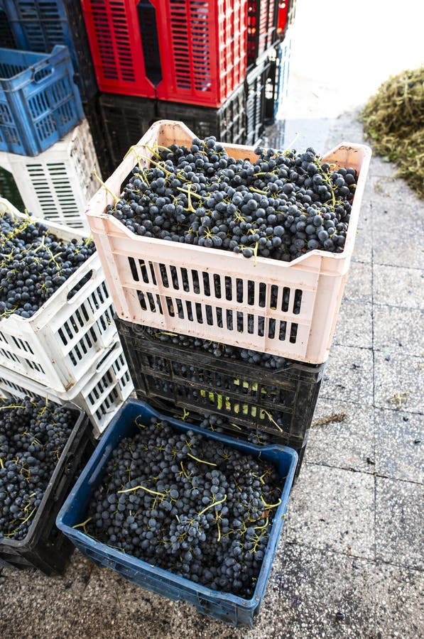 Caixas com uva vermelha imagem de stock. Imagem de baga - 138028935