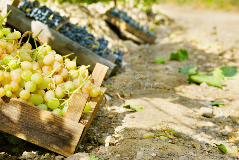 Cajas De Madera Llenas Con Los Manojos De La Uva Foto de archivo ...