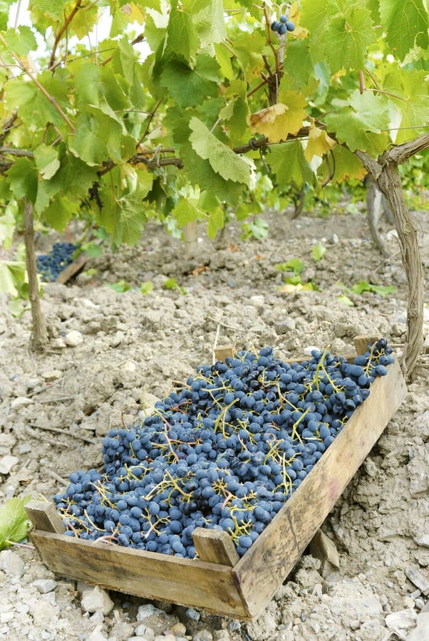 Cajas De Madera Llenas Con Los Manojos De La Uva Foto de archivo ...