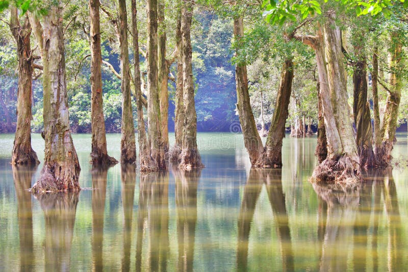 Cajeput tree stock image. Image of melaleuca, reservoir - 19175827