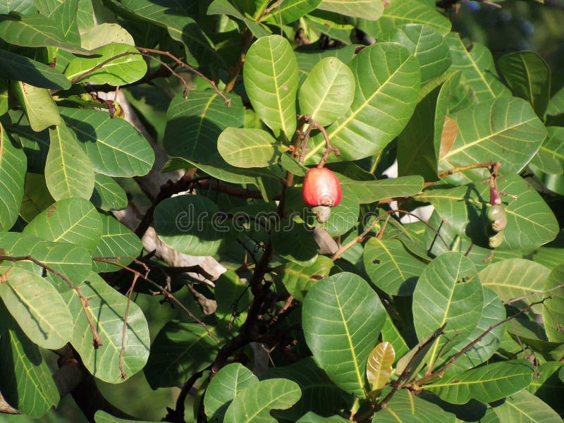 Caju stock image. Image of jederson, frutas, caju, belo - 79827575