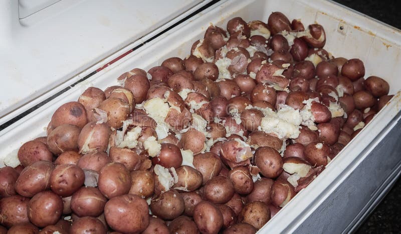 Cajun Cooled Potatoes at a Crawfish Boil Stock Photo - Image of ...