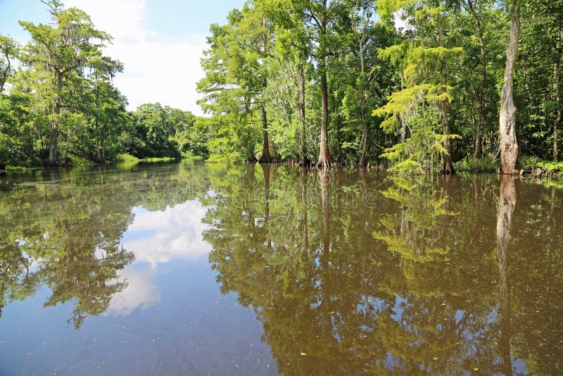 Cajun Swamp & Lake Martin, Near Breaux Bridge and Lafayette Louisiana ...