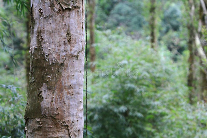 A Cajuput or Paperbark Tea Tree Forest in Mang Gui Kiu Stock Photo ...