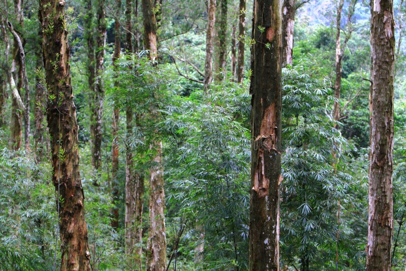 A Cajuput or Paperbark Tea Tree Forest in Mang Gui Kiu Stock Image ...