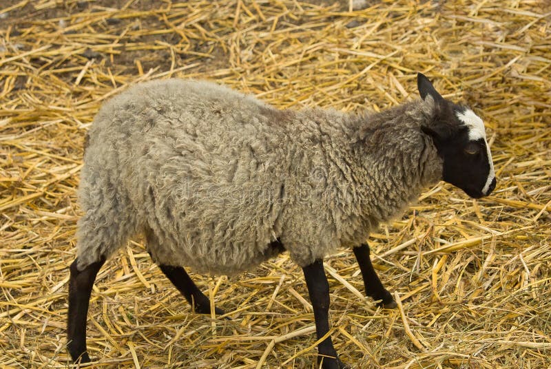 Cakle obraz stock. Obraz złożonej z natura, śliczny, haycocks - 16967757