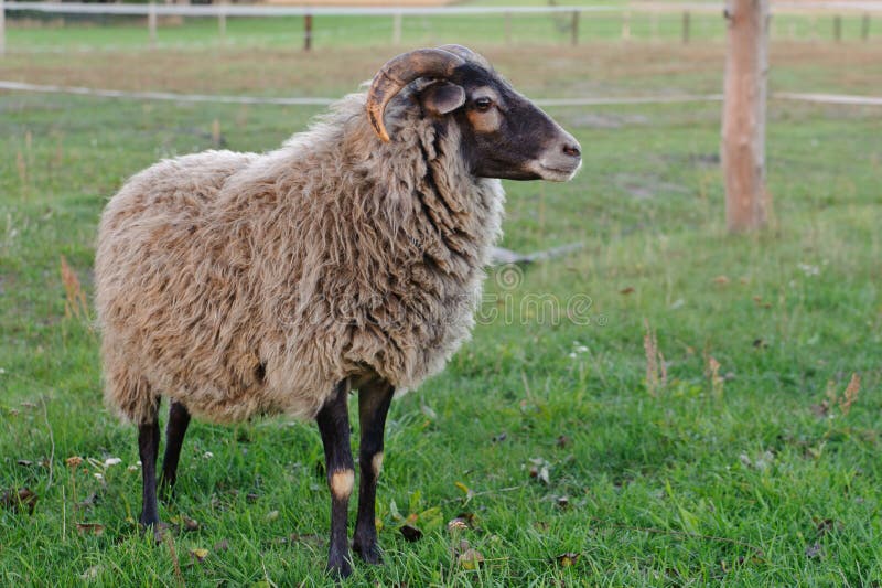 Cakle - Baran zdjęcie stock. Obraz złożonej z rogi, baran - 26805604