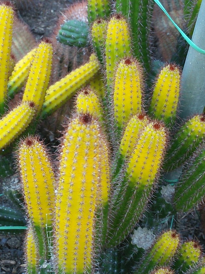 Caktas flowers stock image. Image of india, caktas, flowers - 151950587