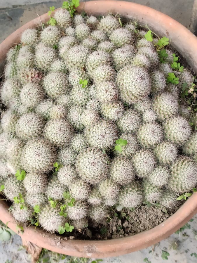 Caktas Tiene Muchos Tronos Y Como Huevo Foto de archivo - Imagen de ...