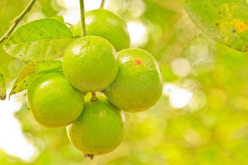 Cal imagen de archivo. Imagen de ingrediente, corte, grupo - 27393075