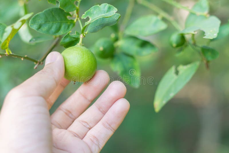 Cal en una mano humana imagen de archivo. Imagen de alimento - 58986535