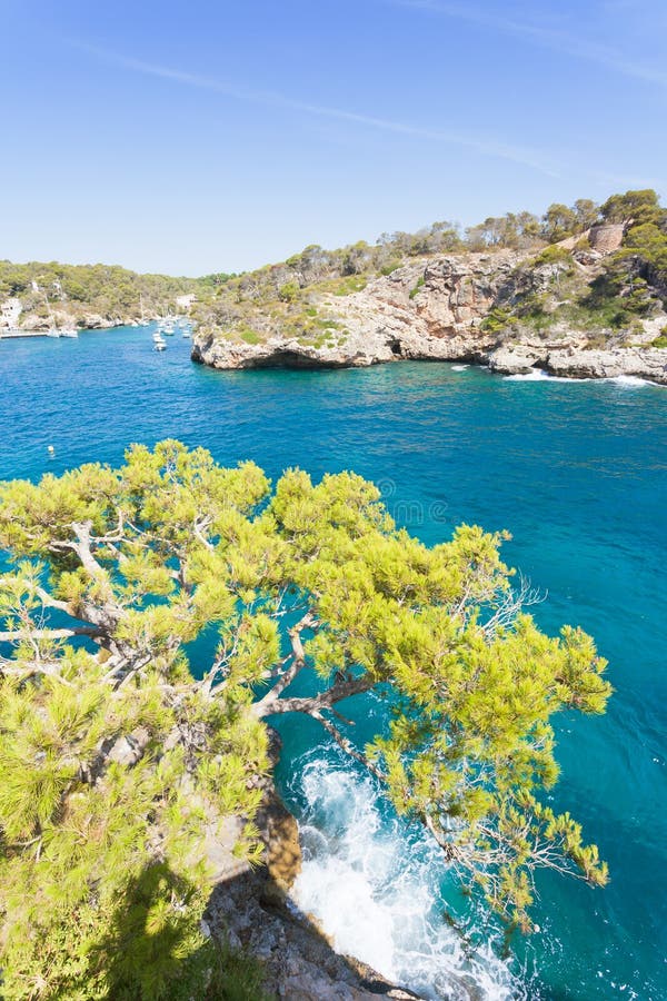 Cala Figuera De Santanyi, Mallorca - a Huge Old Tree Above the C Stock ...