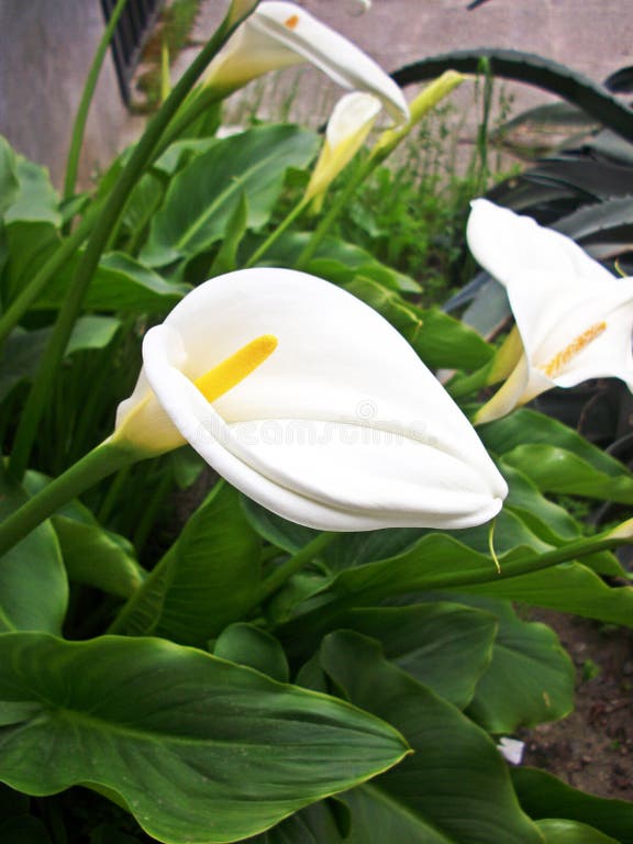 Cala stock image. Image of yellow, flor, verde, blanca - 66597583