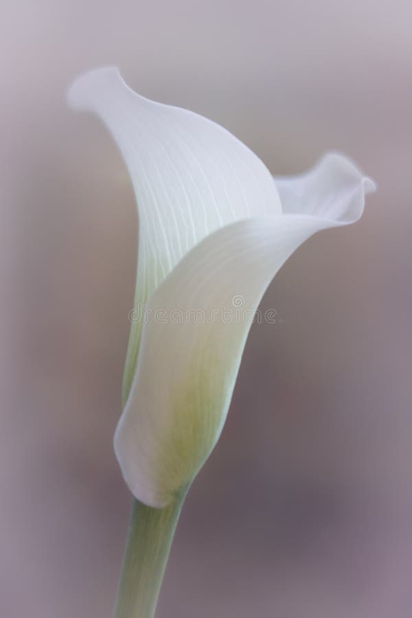 Cala lily stock photo. Image of plant, cala, arum, petal - 84426768