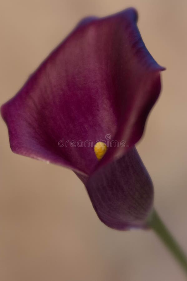 Cala lily stock photo. Image of cala, plant, violet, flora - 86535794
