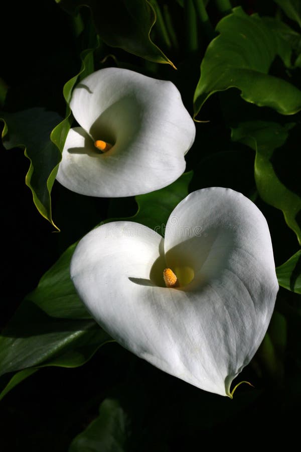 La Cala Negra Florece (el Zantedeschia) Imagen de archivo - Imagen de ...