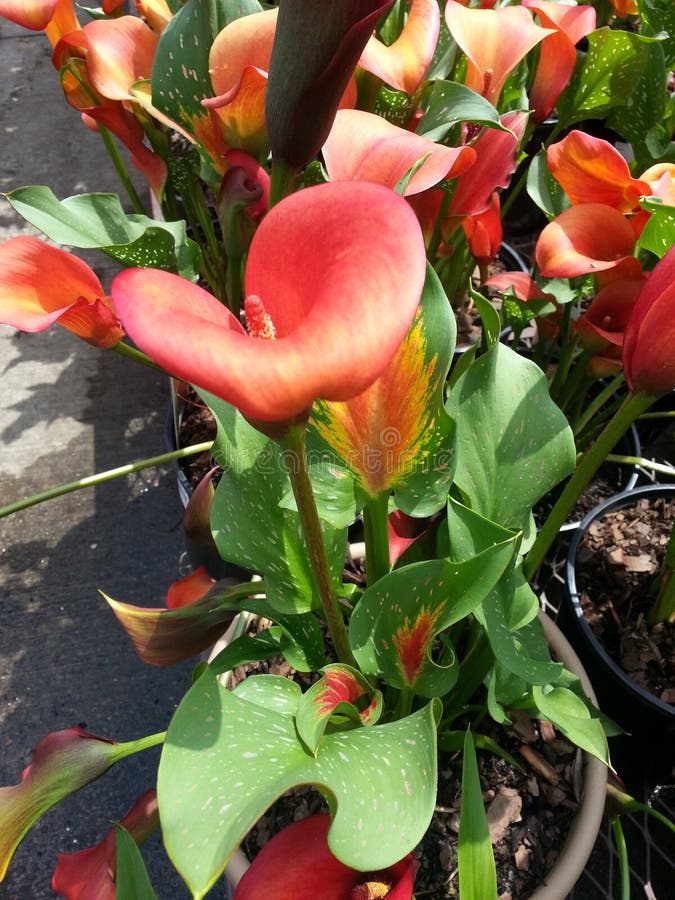 Cala lily stock image. Image of orange, cala, lily, plant - 54122051