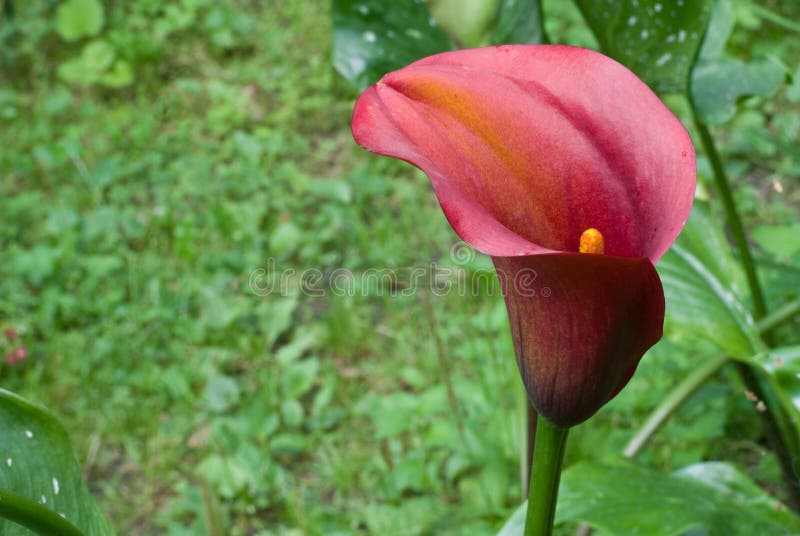 Cala roja imagen de archivo. Imagen de floral, fondos - 13827553