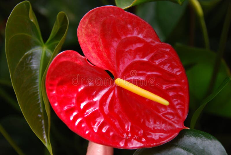 Cala roja foto de archivo. Imagen de lirio, pista, belleza - 5431728