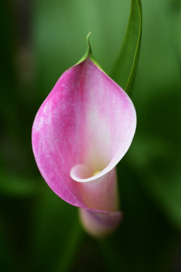 Lilys de la cala rosada imagen de archivo. Imagen de tres - 28656207