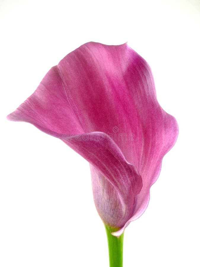 Cala rosada foto de archivo. Imagen de flor, cala, flora - 36422028