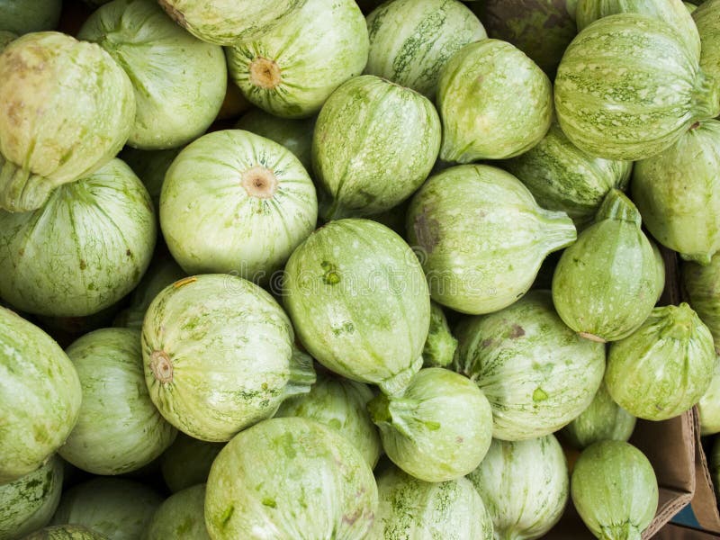 Calabacita stock image. Image of cucurbita, squash, food - 26095469