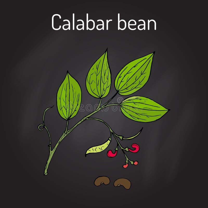 Calabar Bean Physostigma Venenosum, Heilpflanze Vektor Abbildung ...