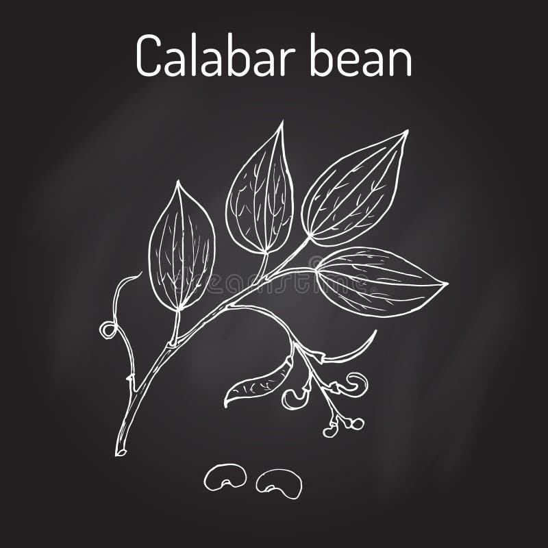 Calabar Bean Physostigma Venenosum , Medicinal Plant Stock Vector ...